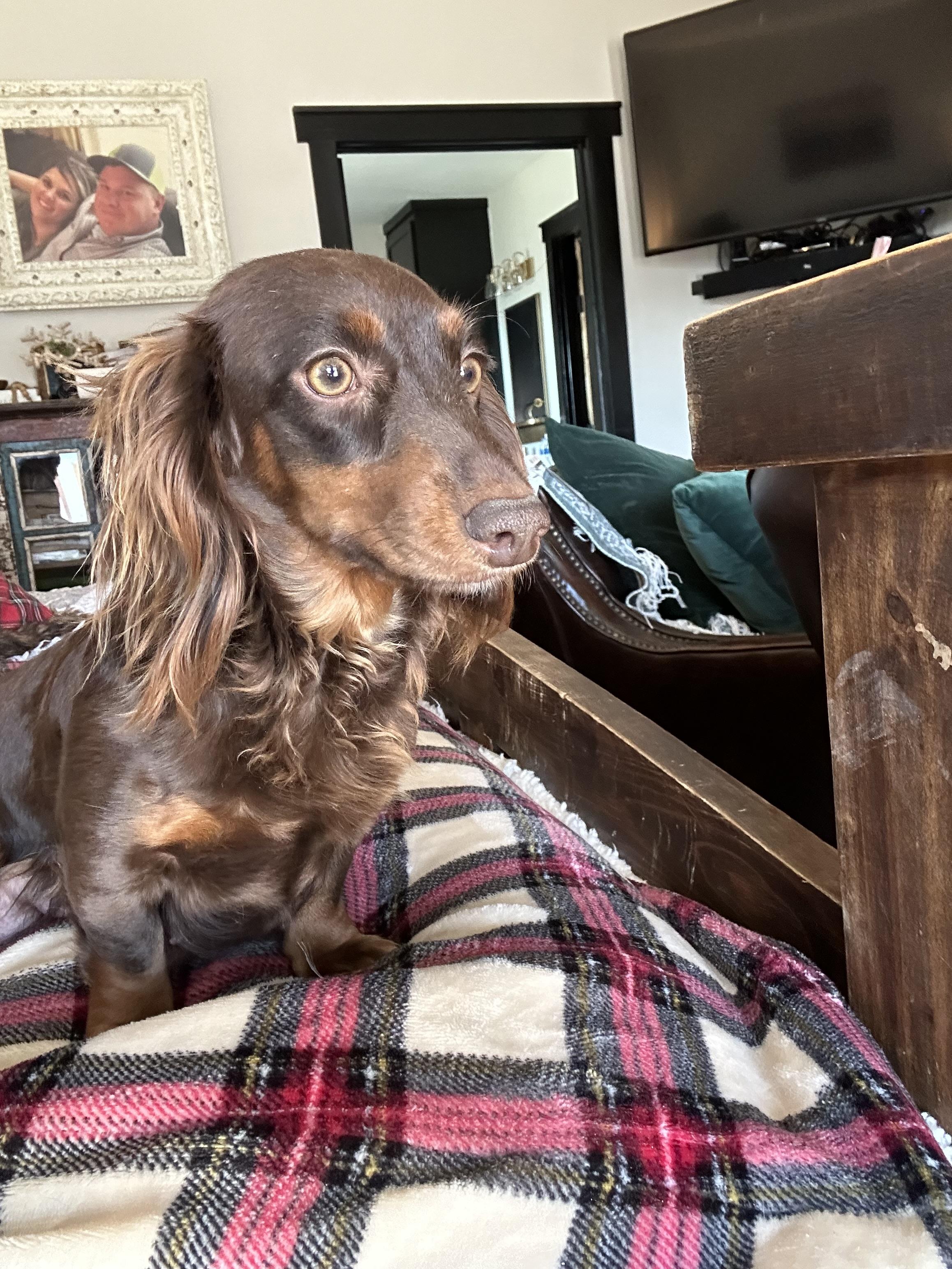 Broken Diamond J Farms in Texas | Dachshund puppies | Good Dog