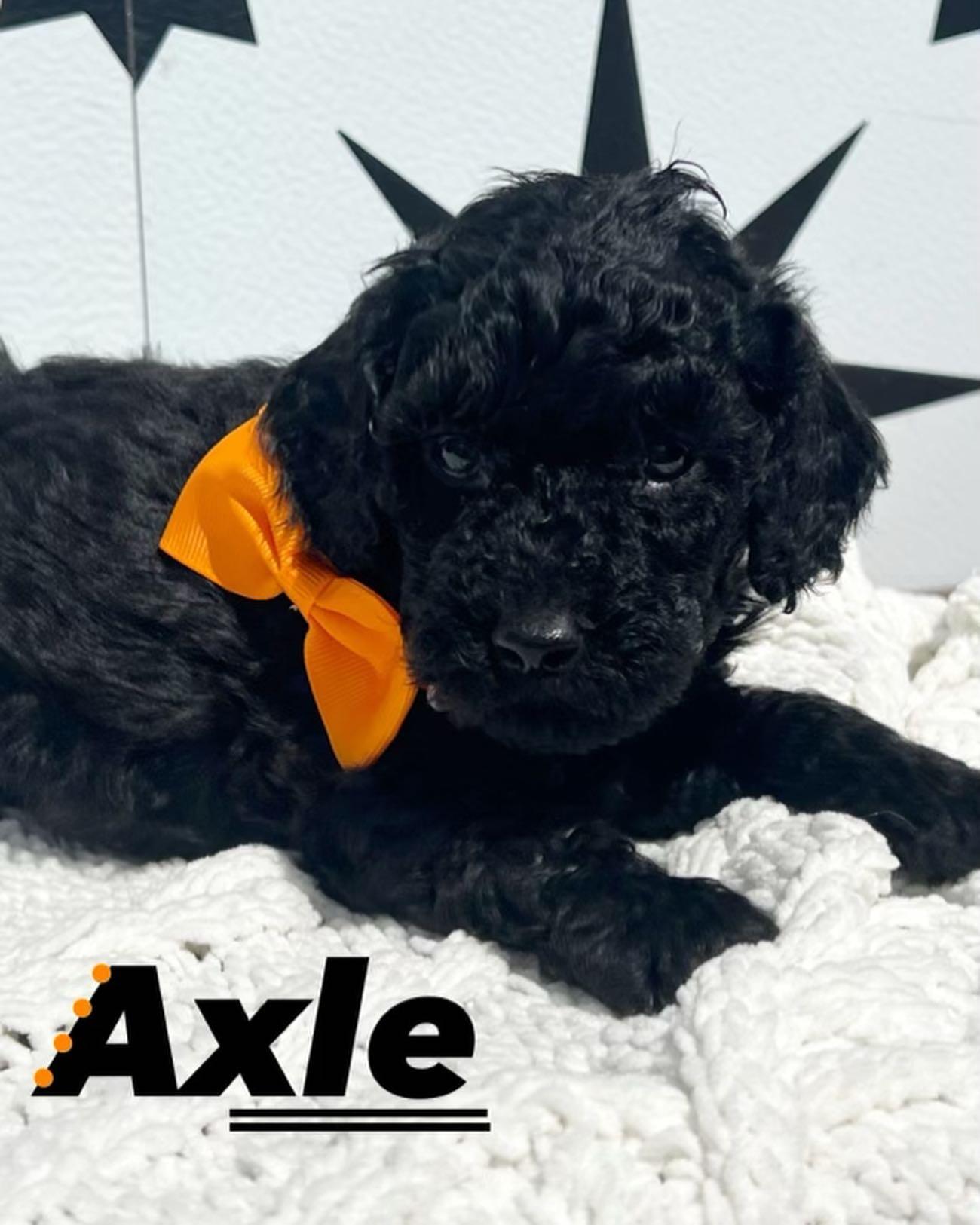 Dapper Doodles in Utah | Goldendoodle puppies | Good Dog