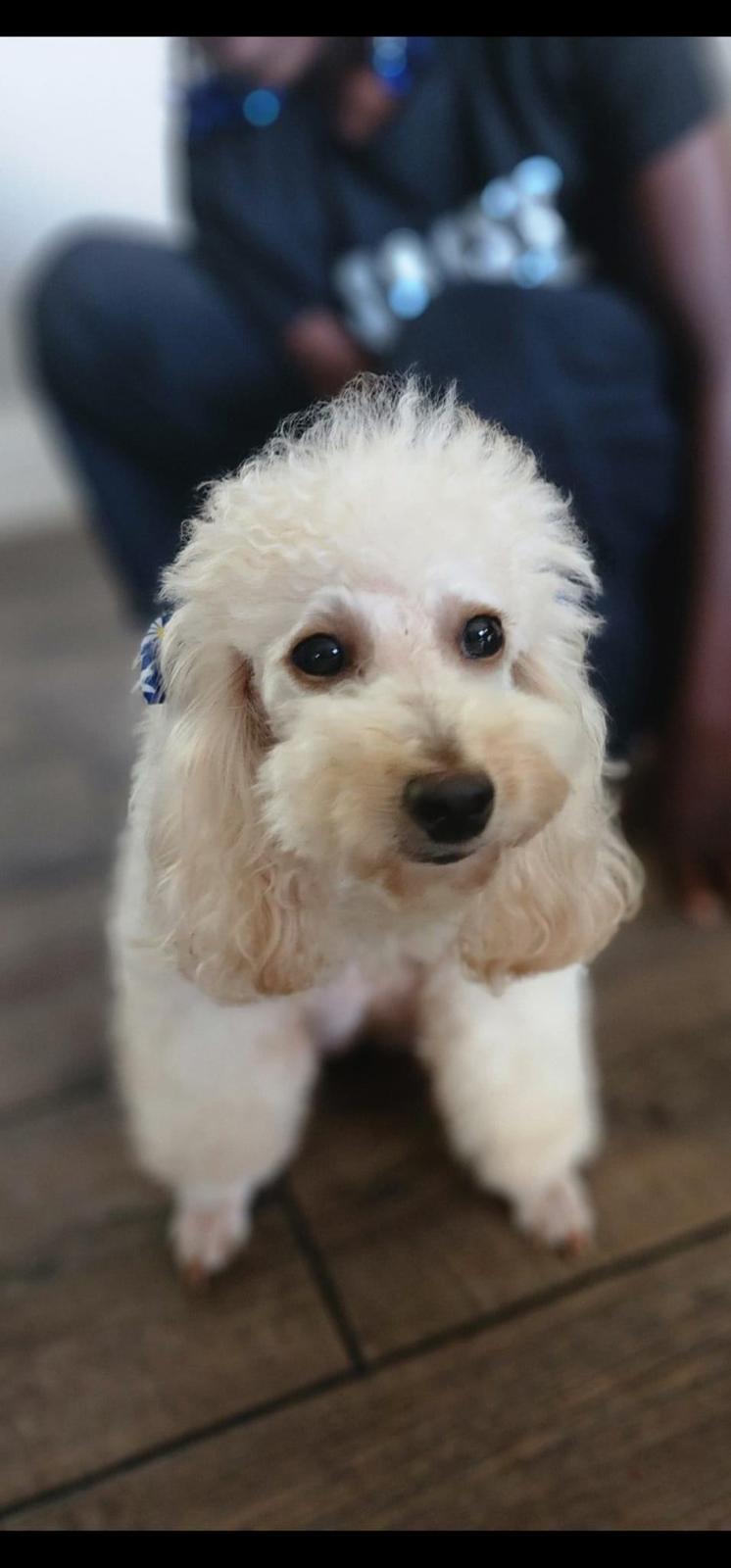 Royalti Pups in Georgia | Poodle and Shih Tzu puppies | Good Dog