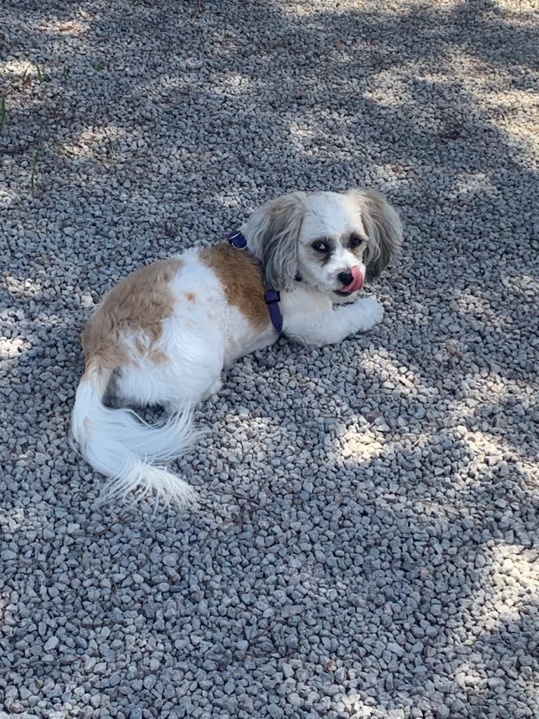 Nicole's Shichons in Nevada | Shichon puppies | Good Dog