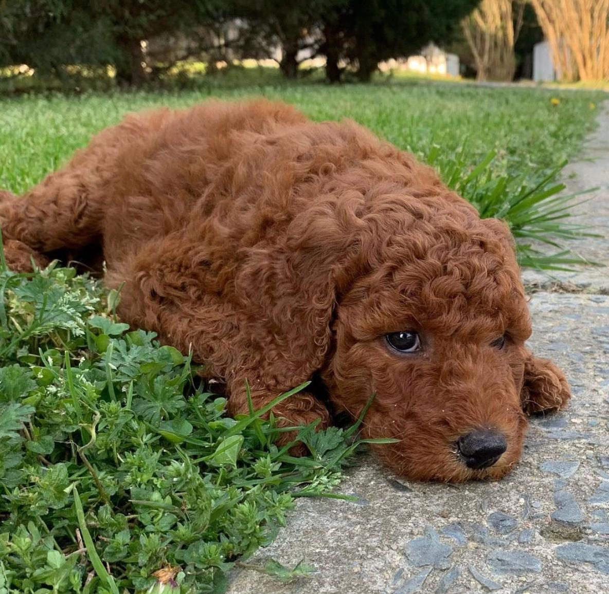 Carolina Dapper Doodles in North Carolina | Goldendoodle puppies | Good Dog