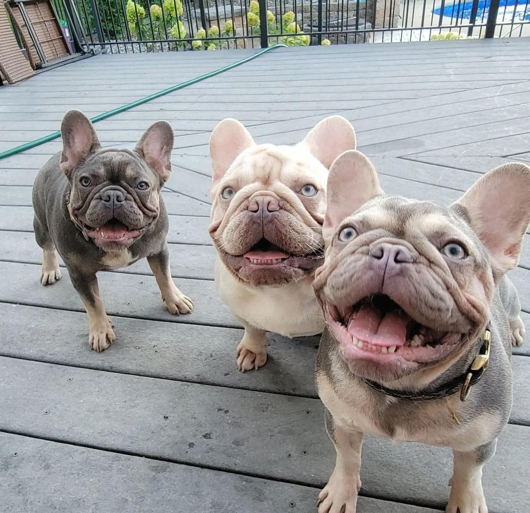 Pomeranian Joy of the Mountains in Illinois | French Bulldog and ...