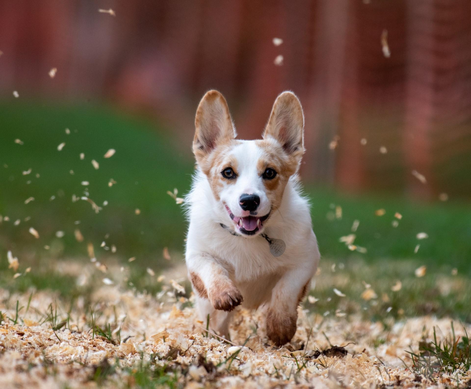 America's Red White and Bluie Corgis in North Carolina | Pembroke Welsh ...