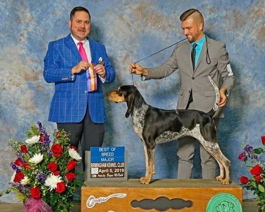 Topnotch Hound LLC in Kentucky | Bluetick Coonhound and Dachshund ...