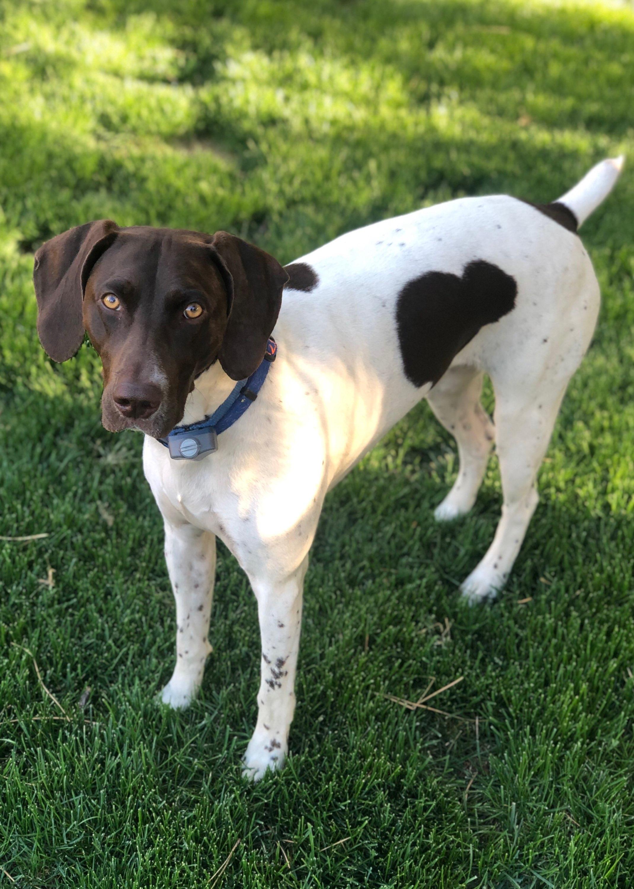 Chasing Kaya GSP Breeder in Nevada | German Shorthaired Pointer puppies ...