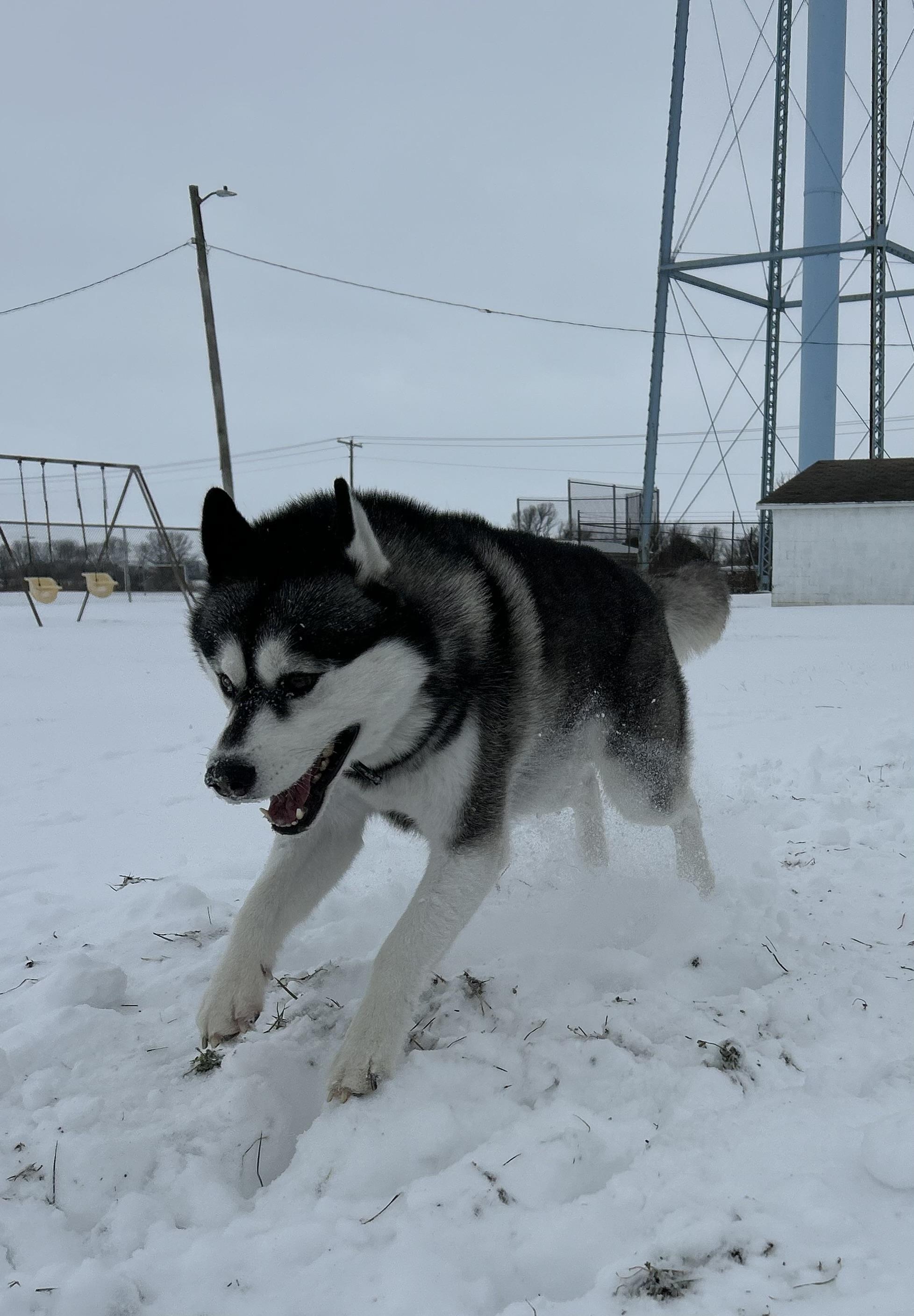 Shinko Siberians in Virginia | Siberian Husky puppies | Good Dog