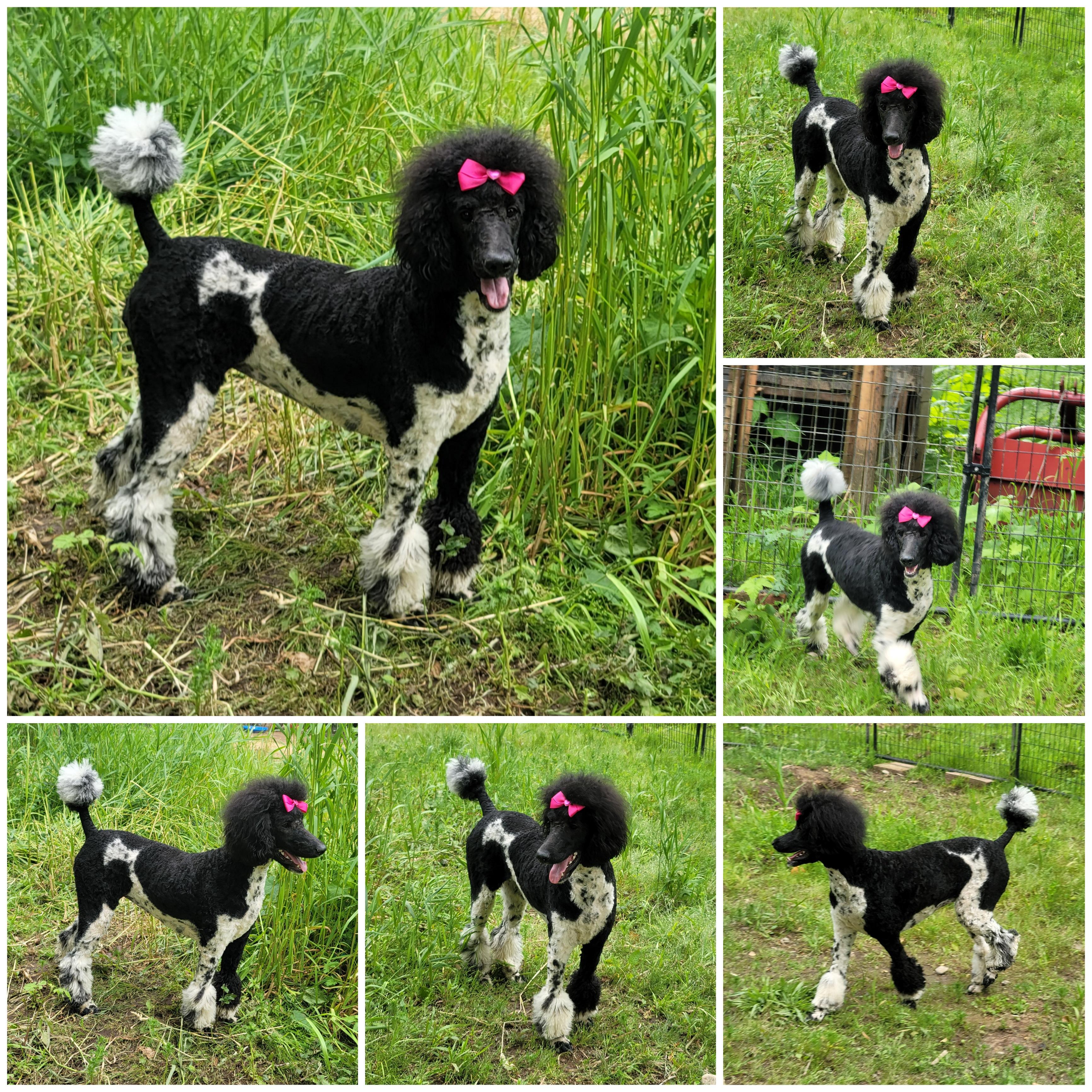 Joyful Paw Poodles in Washington | Poodle puppies | Good Dog