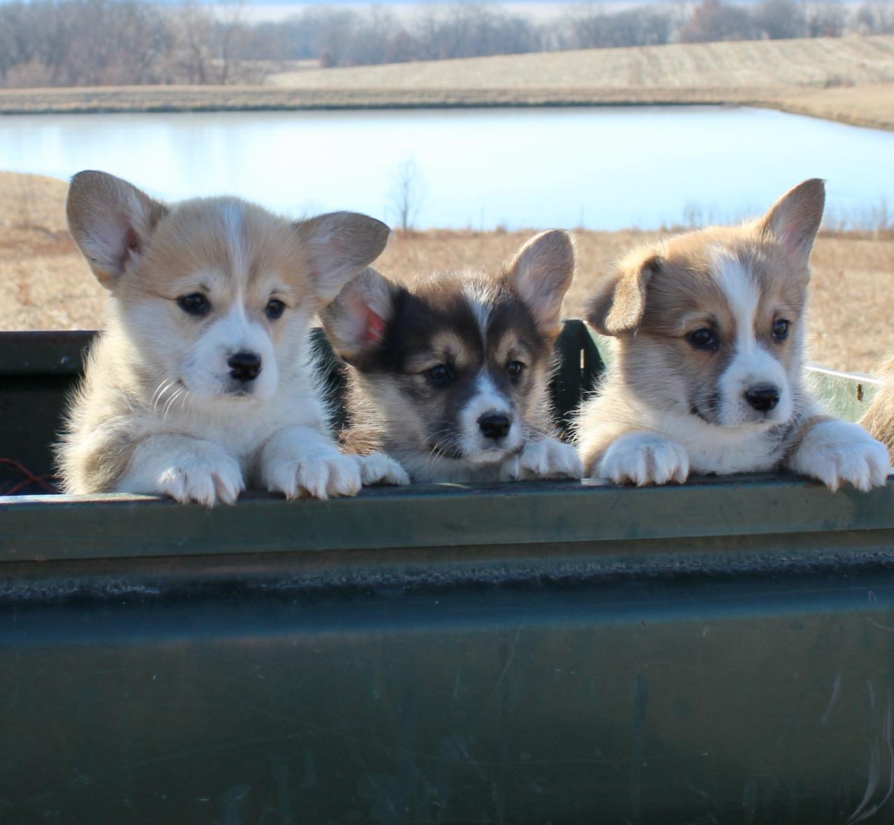 Sevits Corgis & Golden Retrievers in Missouri | Pembroke Welsh Corgi ...