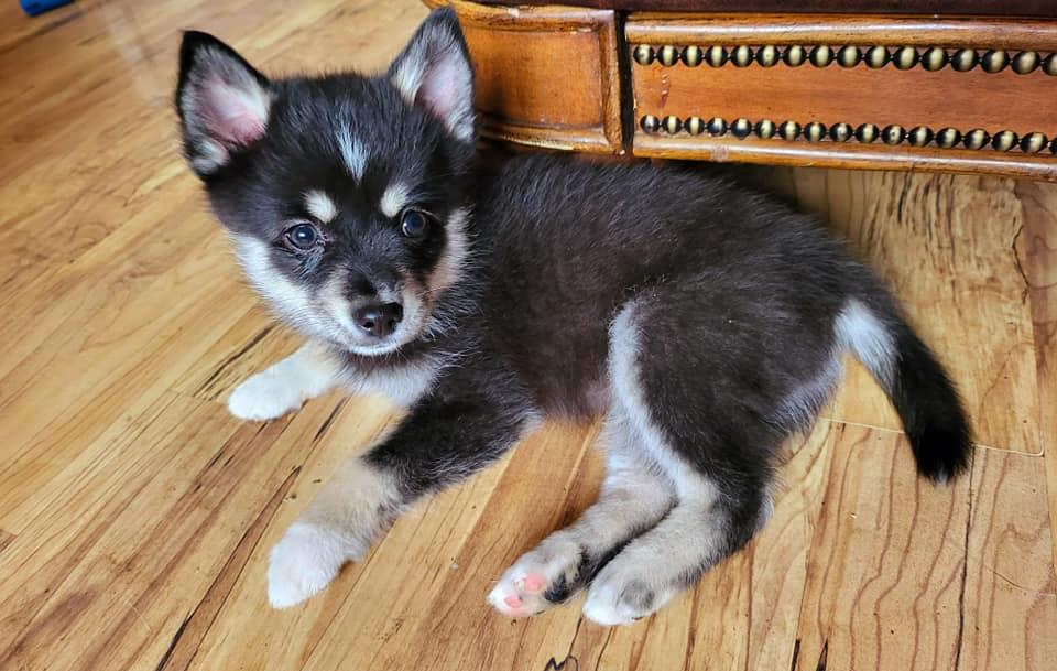 406 Pomskies in Montana | Pomsky puppies | Good Dog