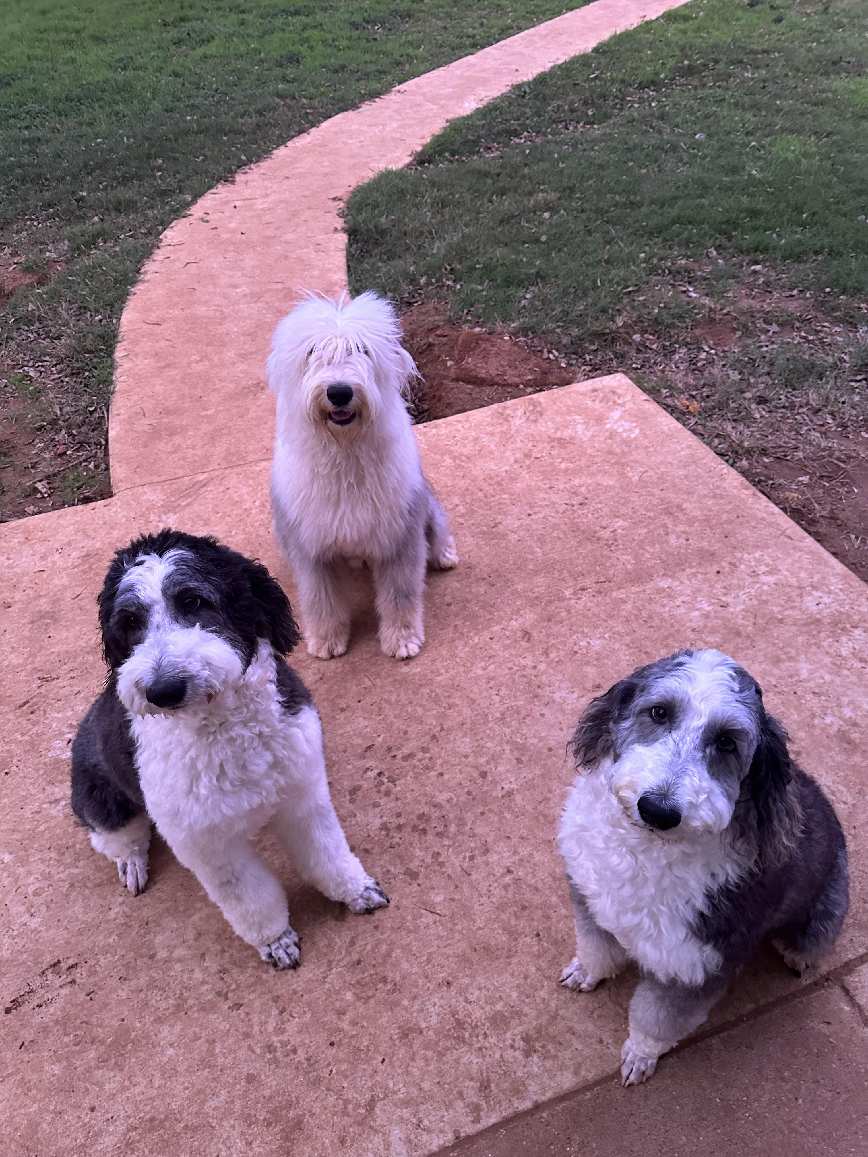 Cross Doodles in Texas | Poodle and Sheepadoodle puppies | Good Dog