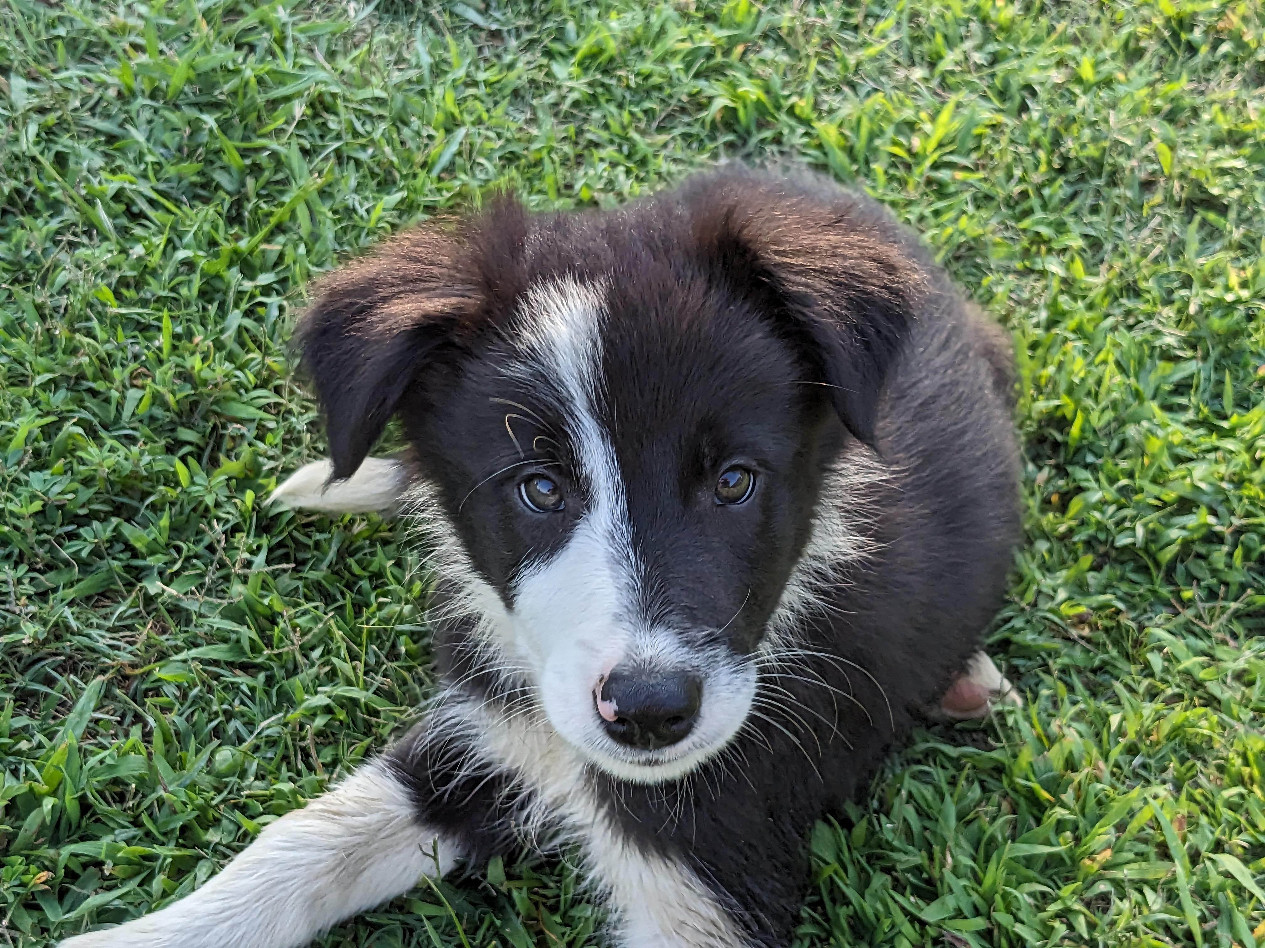 Water Dog Border Collies in Virginia | Border Collie puppies | Good Dog
