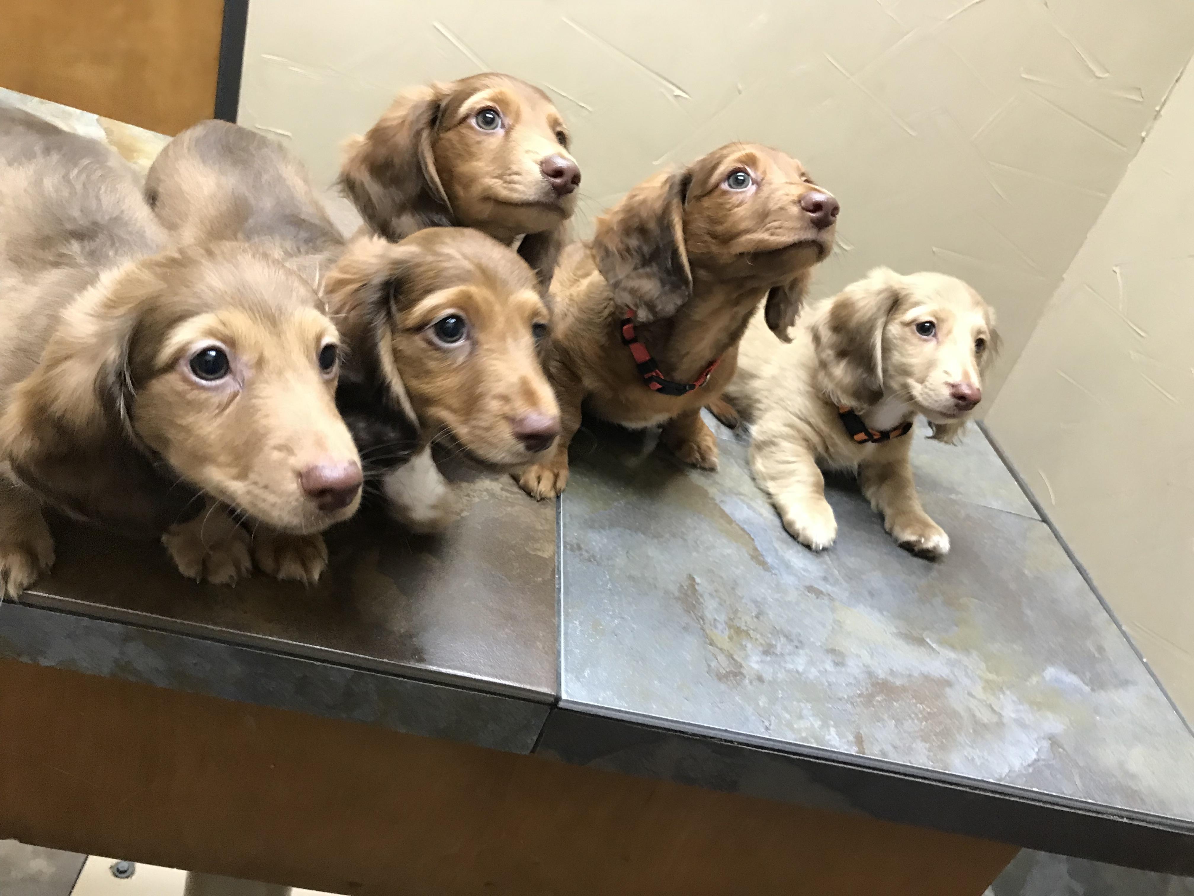DFW Dachshunds by G & S in Texas | Dachshund puppies | Good Dog