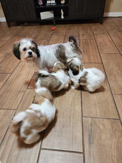 Jennifer's Shih Tzus in Texas | Shih Tzu puppies | Good Dog