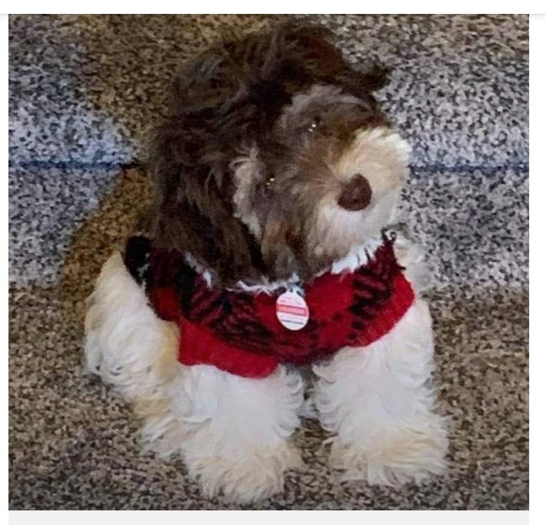 7th Heaven Havanese of Texas in Texas | Havanese puppies | Good Dog