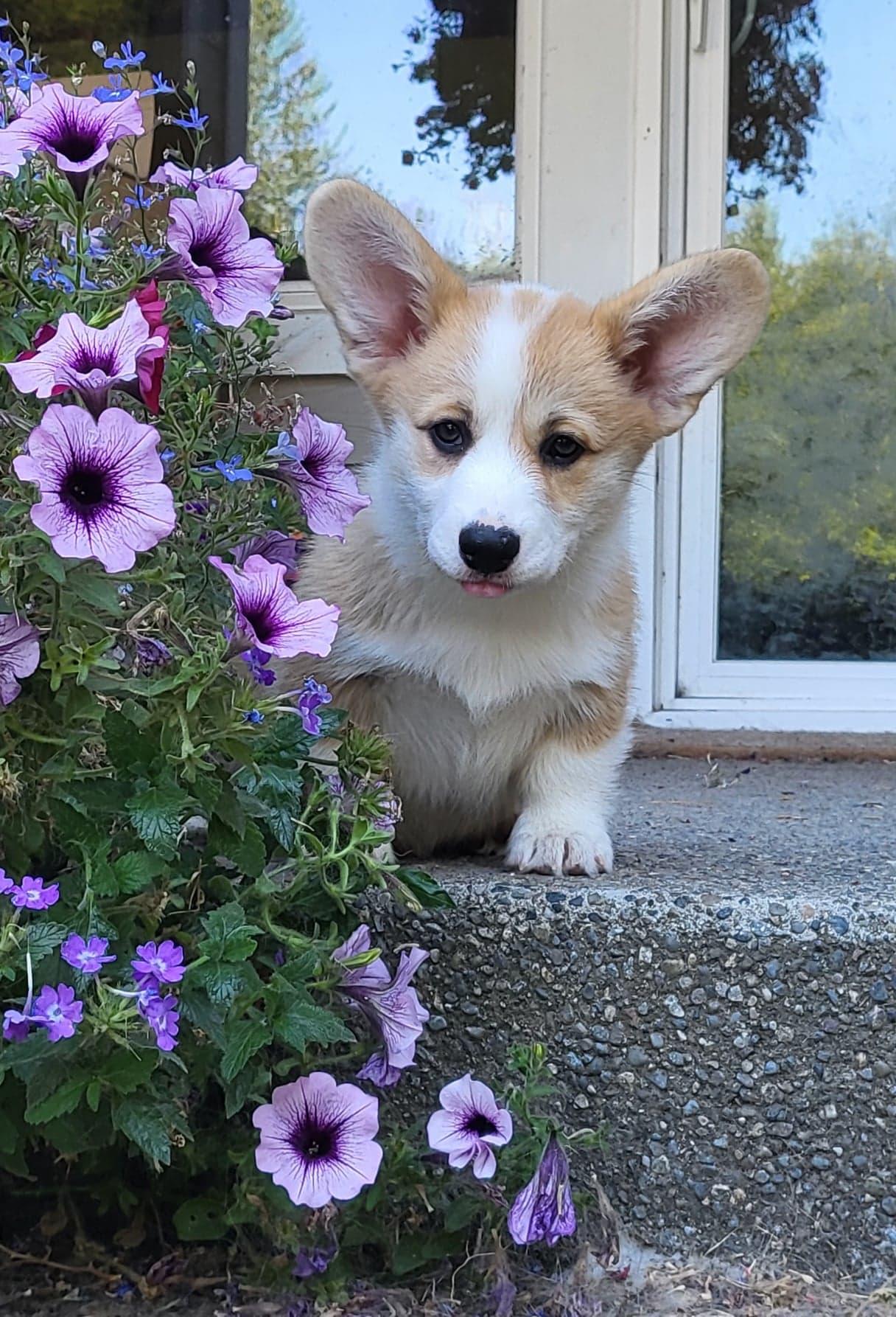 Brighton Creek Welsh Corgis in Washington | Pembroke Welsh Corgi ...