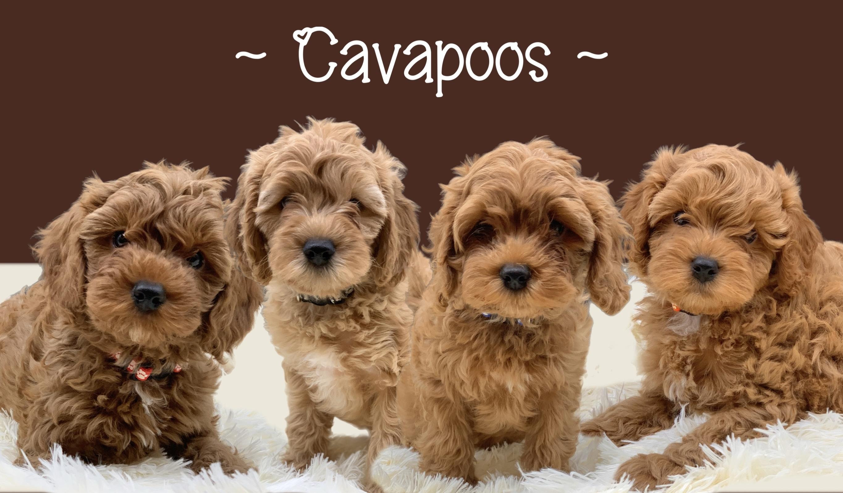 Texas Teddy Bears in Texas | Cavapoo puppies | Good Dog