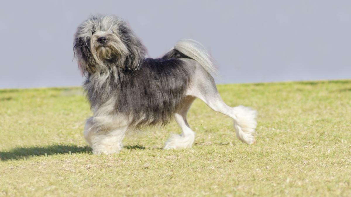 25 cute Lowchen puppies for sale in Bend, Oregon | Good Dog
