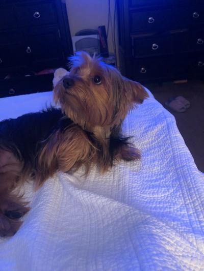 Super Sweet Yorkies in New York | Yorkshire Terrier puppies | Good Dog