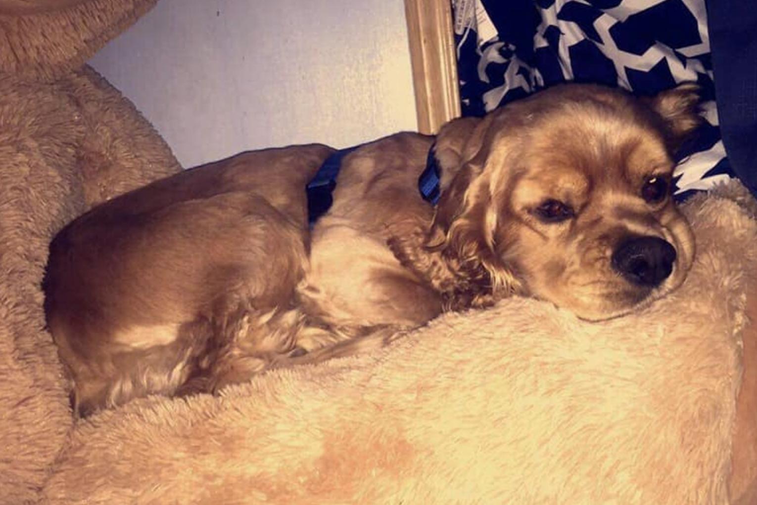 Carter's Cocker Spaniels in Missouri | Cocker Spaniel puppies | Good Dog