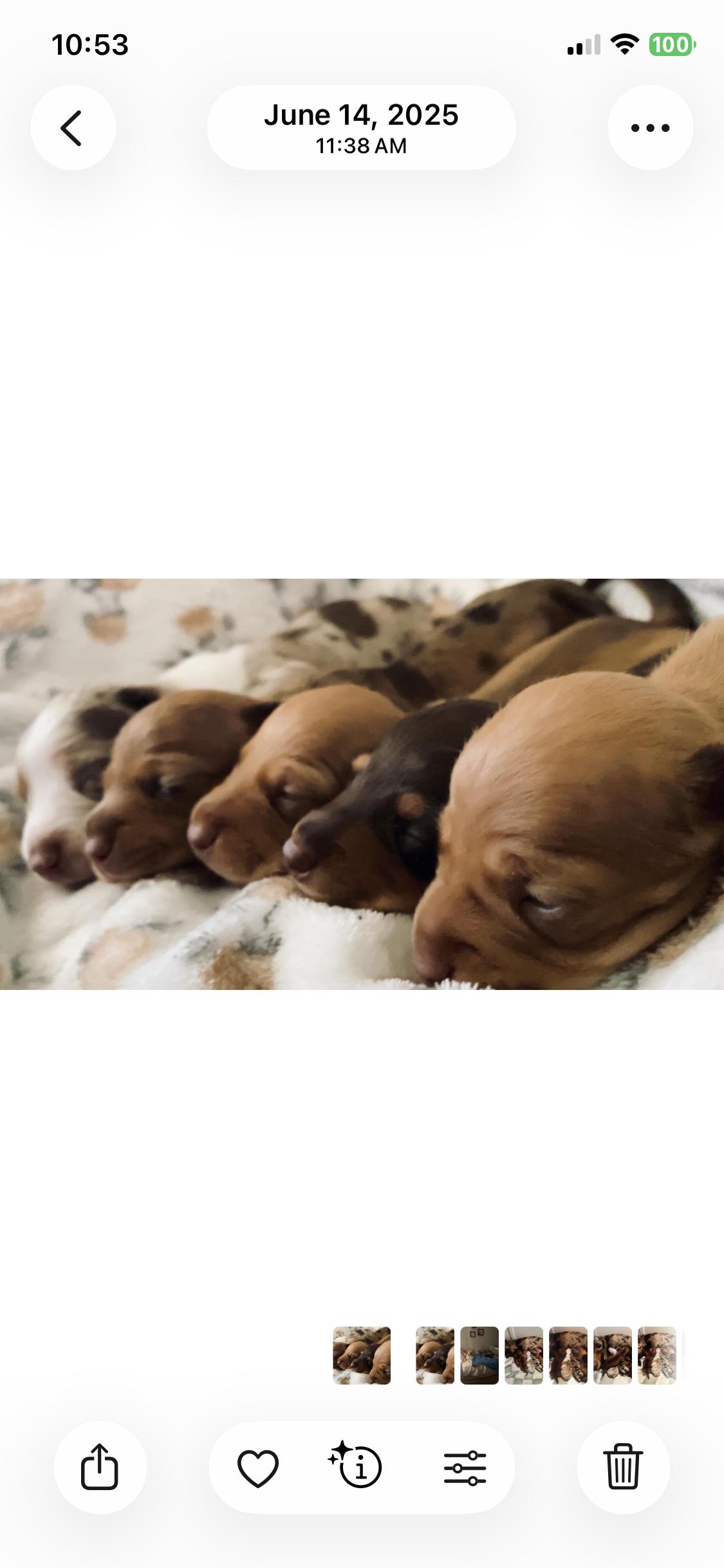 DOXI.E. in California | Dachshund puppies | Good Dog