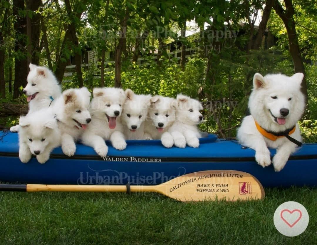 Double Helix Samoyeds in Minnesota | Samoyed puppies | Good Dog