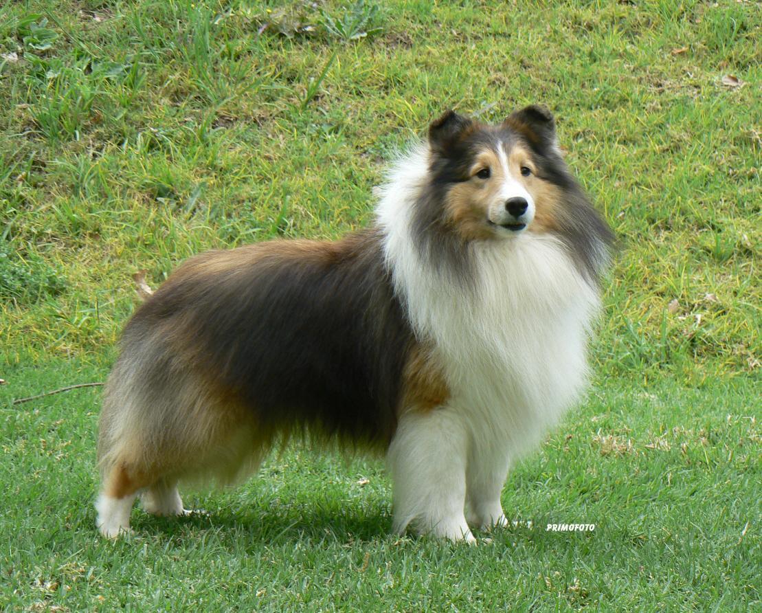 Pacific Shelties in Florida | Shetland Sheepdog puppies | Good Dog