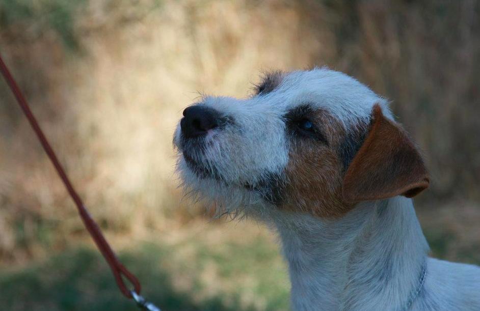 Diggin West Jack Russells in Texas | Jack Russell Terrier puppies ...
