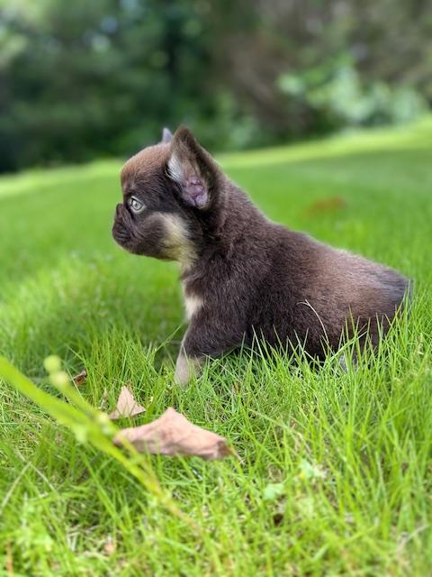 Twinkle Paws Frenchies and Yorkies in Georgia | French Bulldog and ...