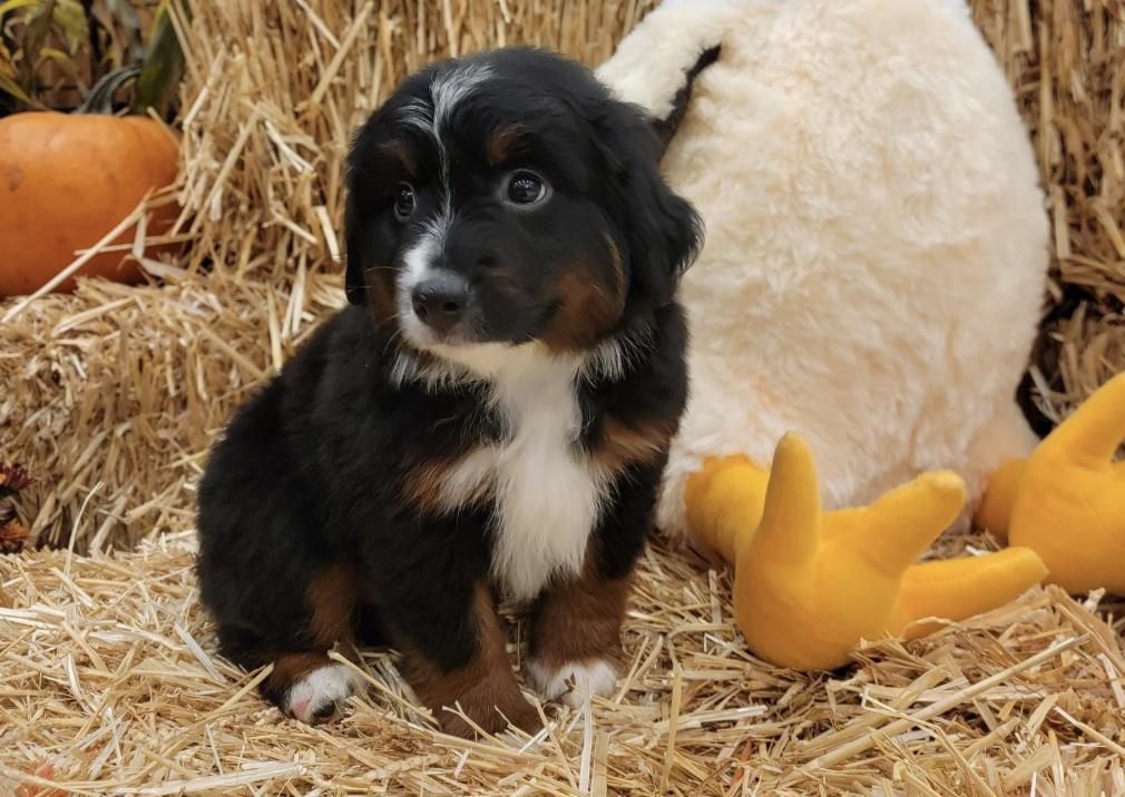 Darcie's Mini Aussies in Oregon | Miniature Australian Shepherd puppies ...