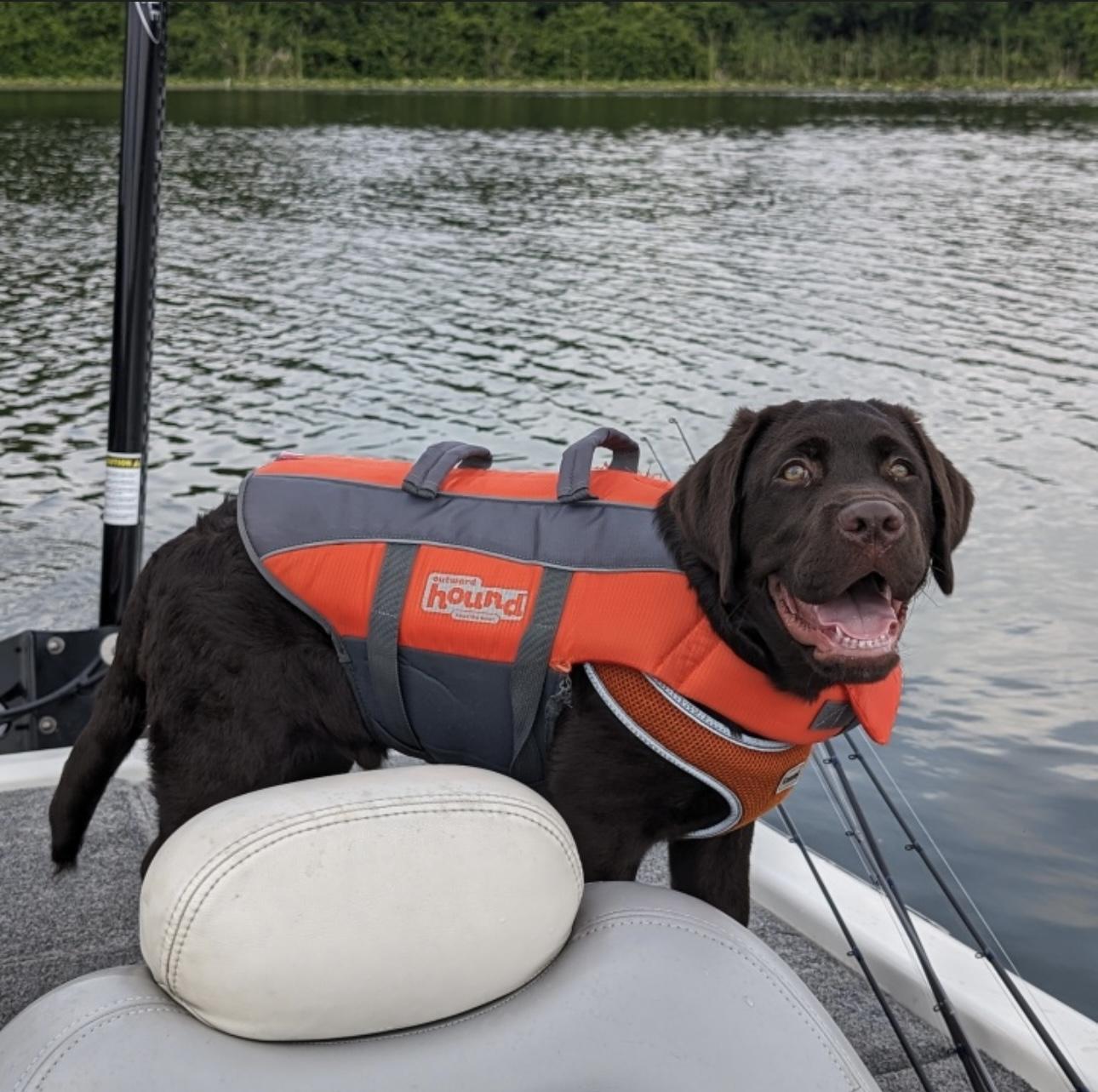 SunState Labs in Florida | Labrador Retriever puppies | Good Dog
