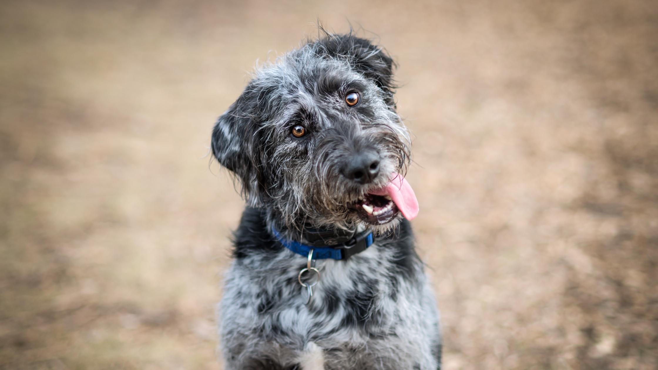 #1 Guide to Health Testing — Leopardoodle | Good Dog