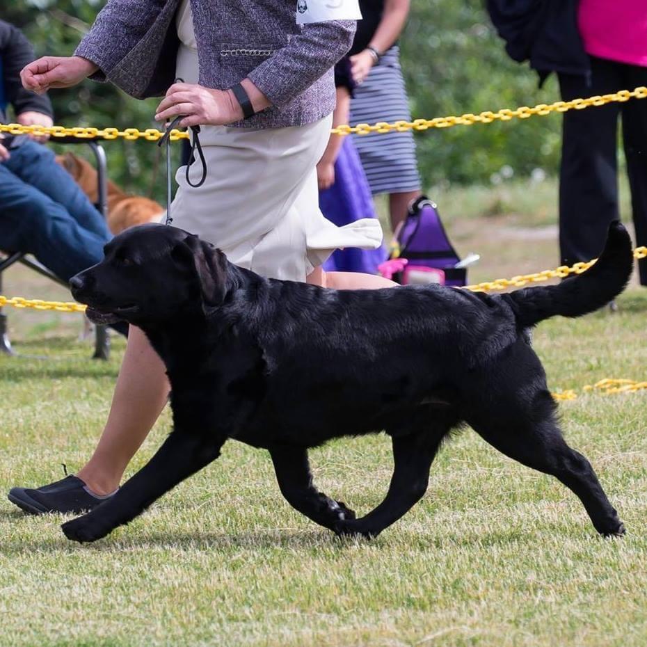 Double Dutch Labradors in Alaska | Labrador Retriever puppies | Good Dog