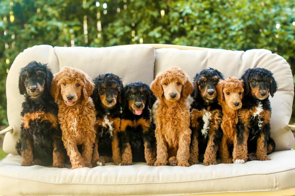 Royal Ridge Poodles in Utah | Poodle puppies | Good Dog