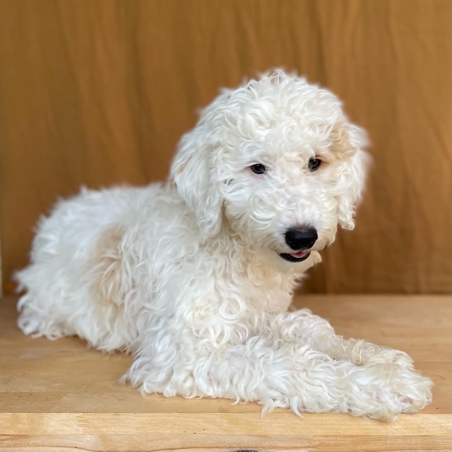 Desert Double Doodles in Arizona | Double Doodle puppies | Good Dog