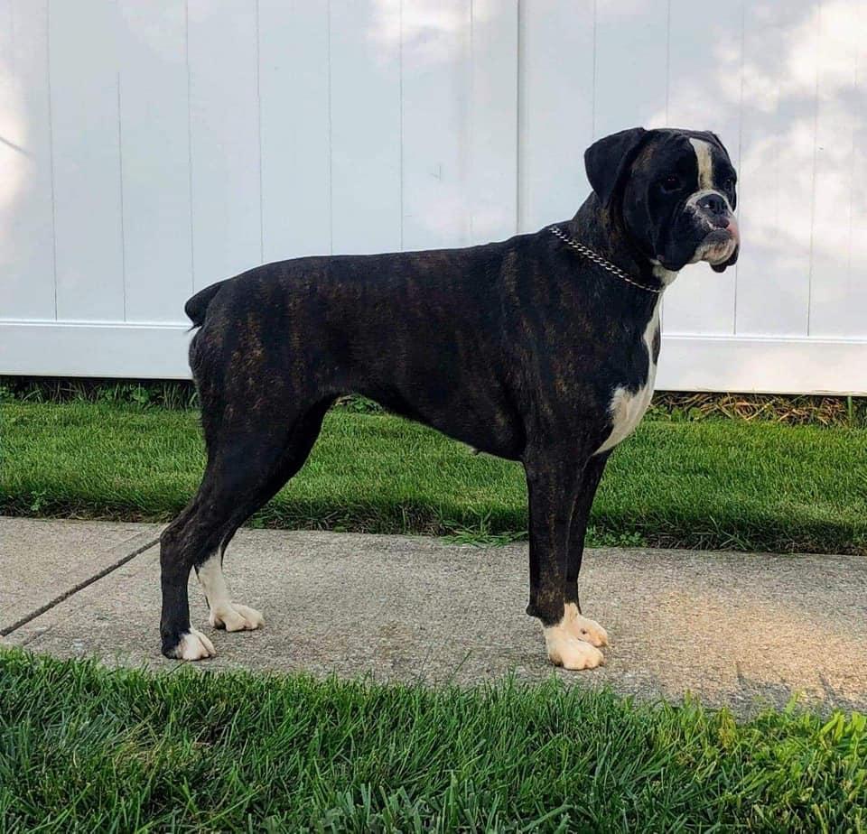 Shamrock's Boxers in New York | Boxer puppies | Good Dog