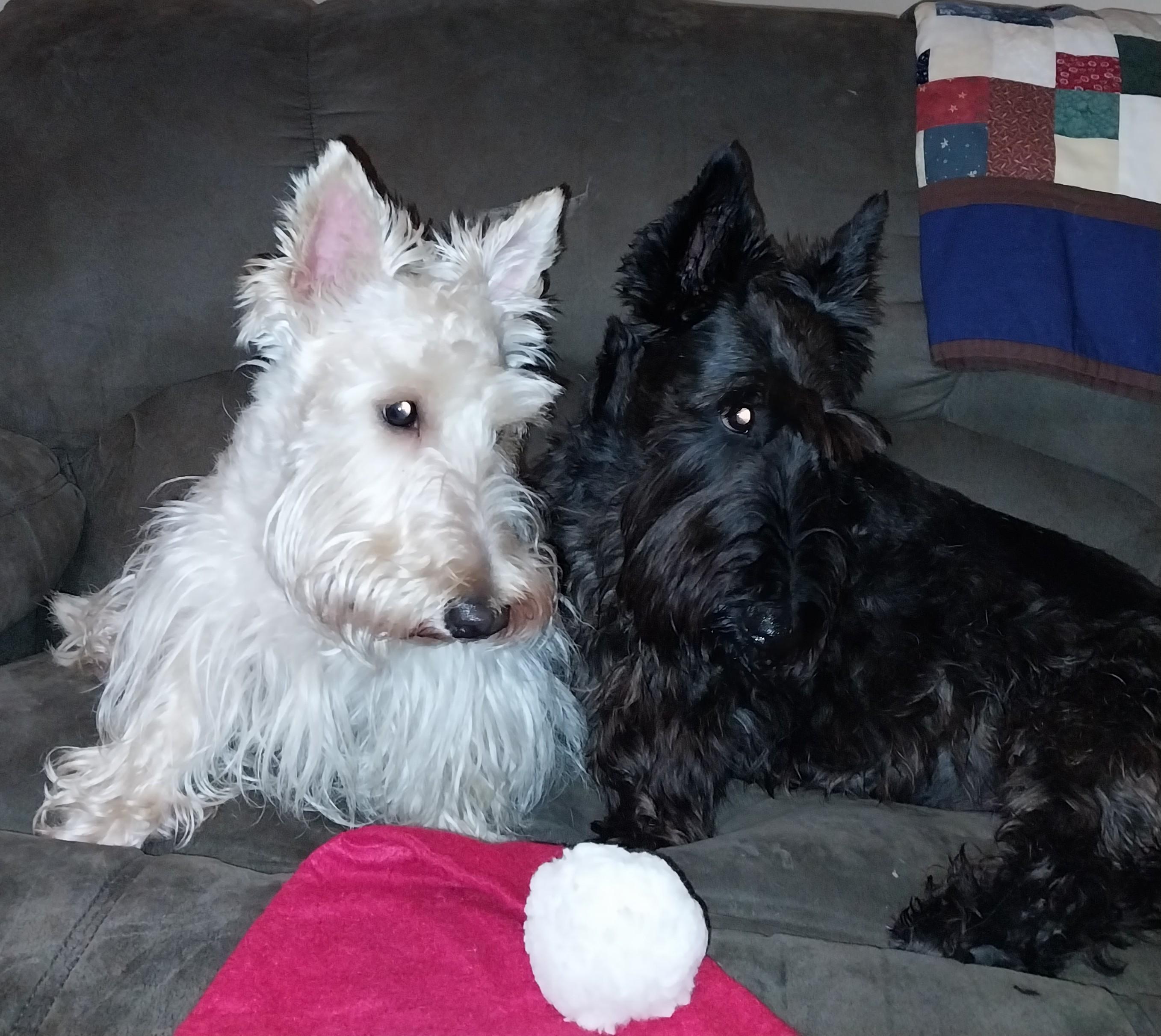Christie Gregory's Scotties in Texas | Scottish Terrier puppies | Good Dog