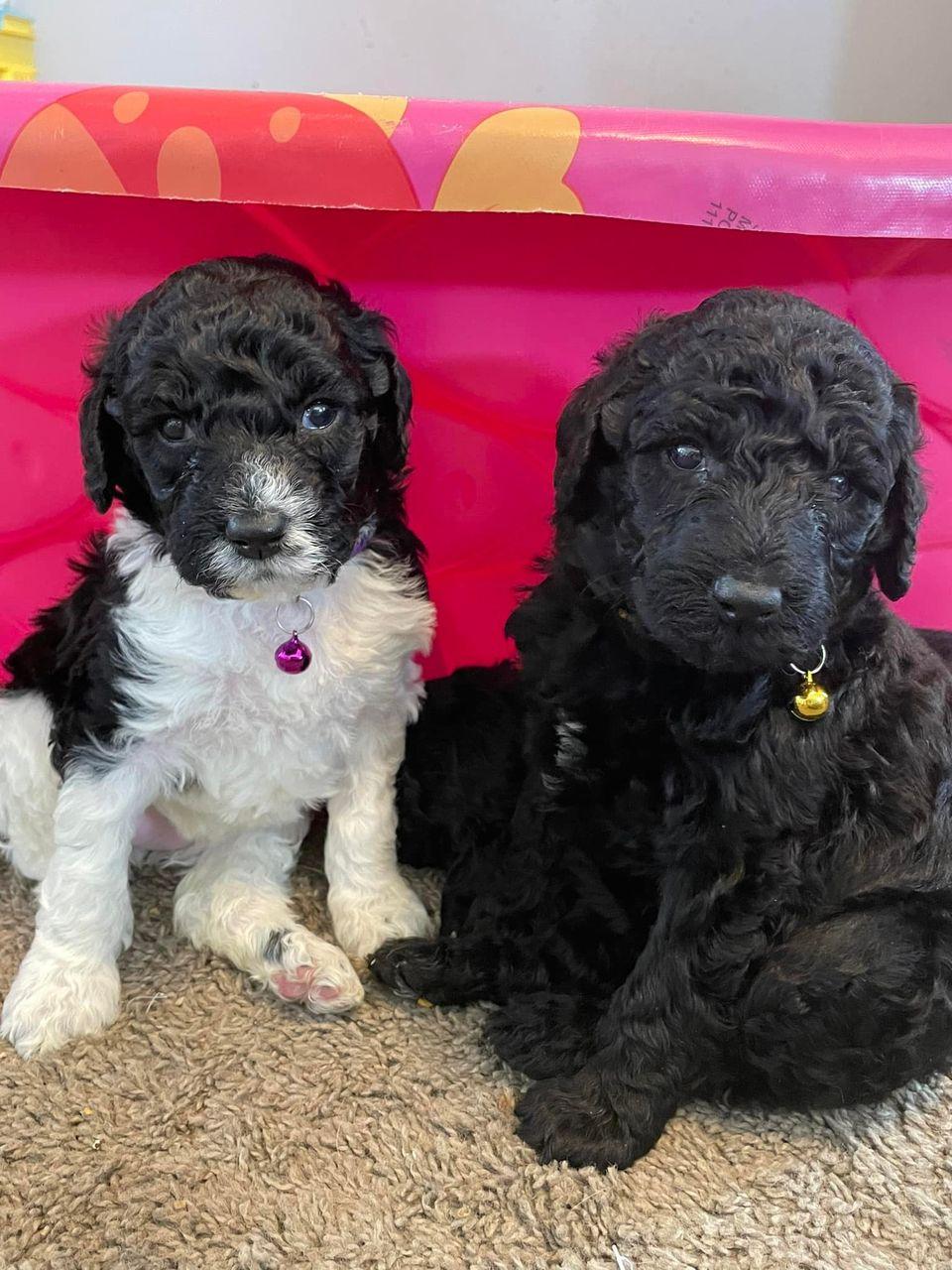 Pool Party Poodles in Nebraska | Poodle puppies | Good Dog