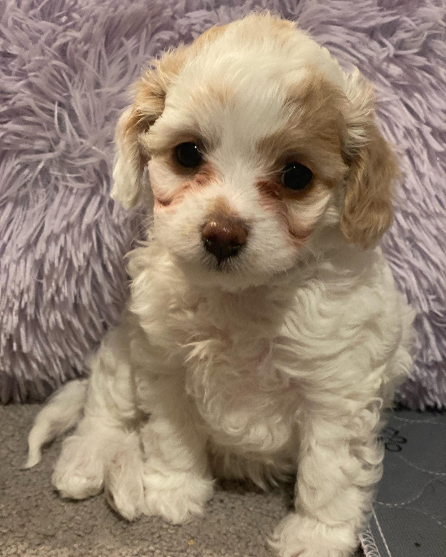 R and H Doodles in Indiana | Cavapoo and Goldendoodle puppies | Good Dog