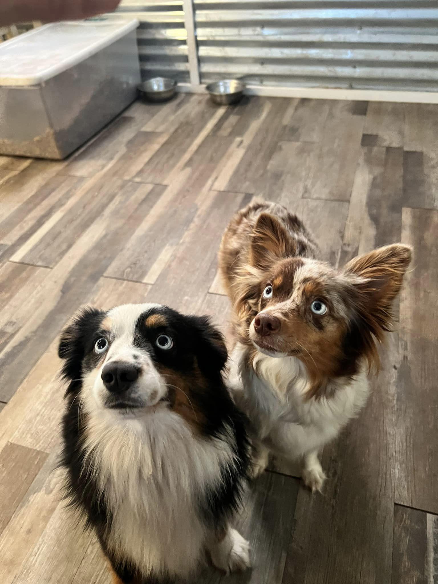 OMG Toy Aussies in Florida | Toy Australian Shepherd puppies | Good Dog