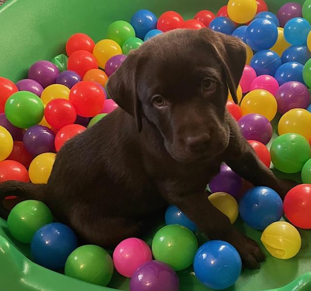 Cedar Lake Labradors in New Jersey | Labrador Retriever puppies | Good Dog