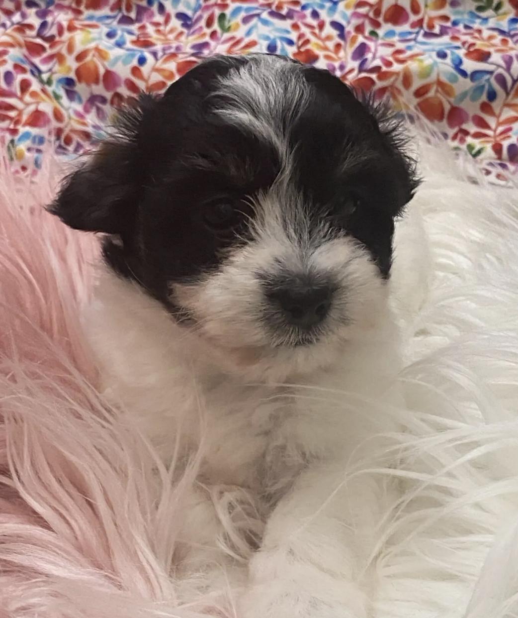 Dynasty Cotons of Florida in Florida | Coton de Tulear puppies | Good Dog