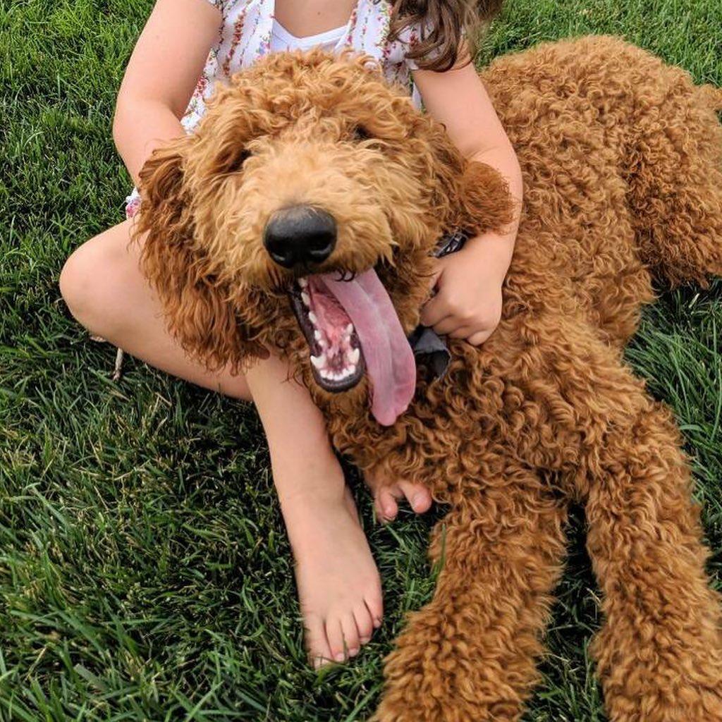 Penny Doodles VA in Virginia | Goldendoodle puppies | Good Dog
