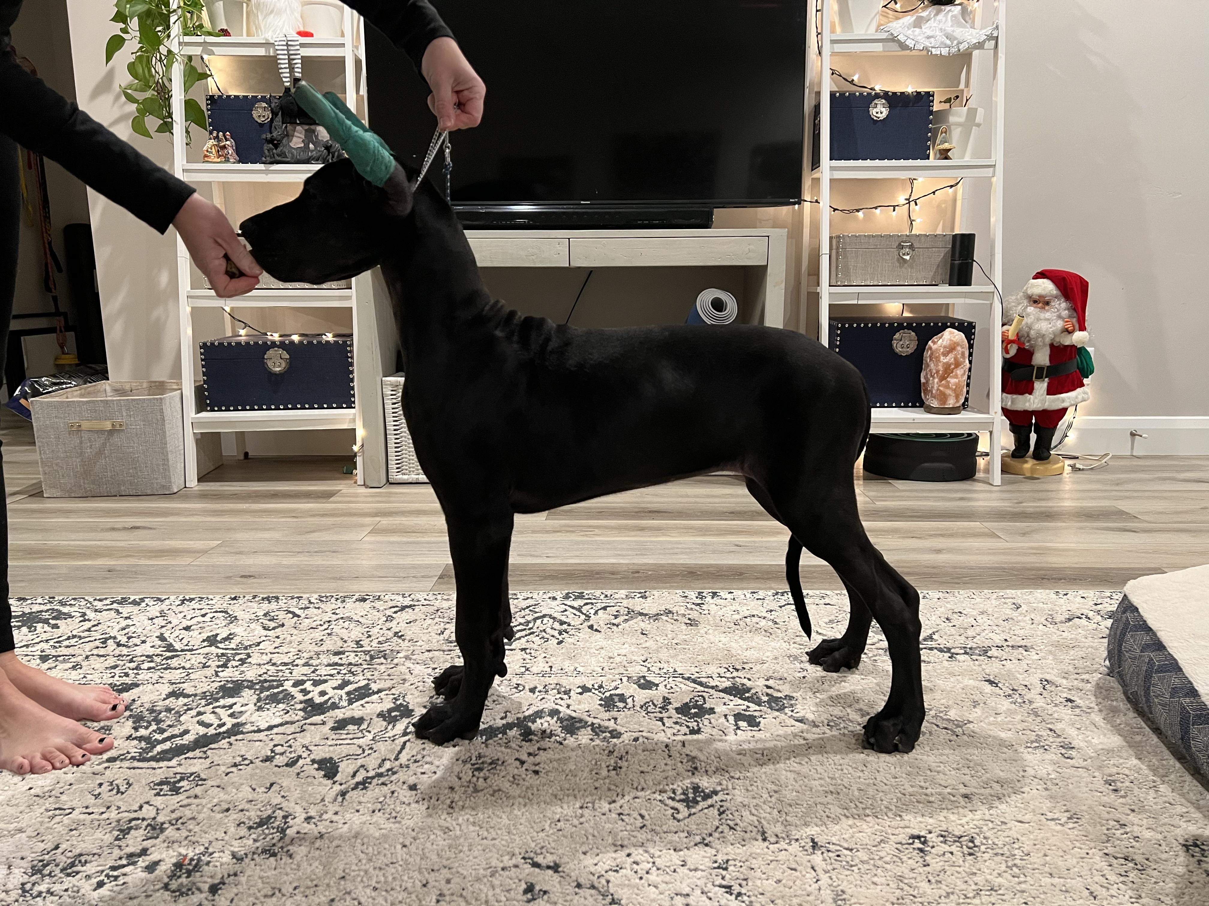 Dragon House Danes in Utah | Great Dane puppies | Good Dog