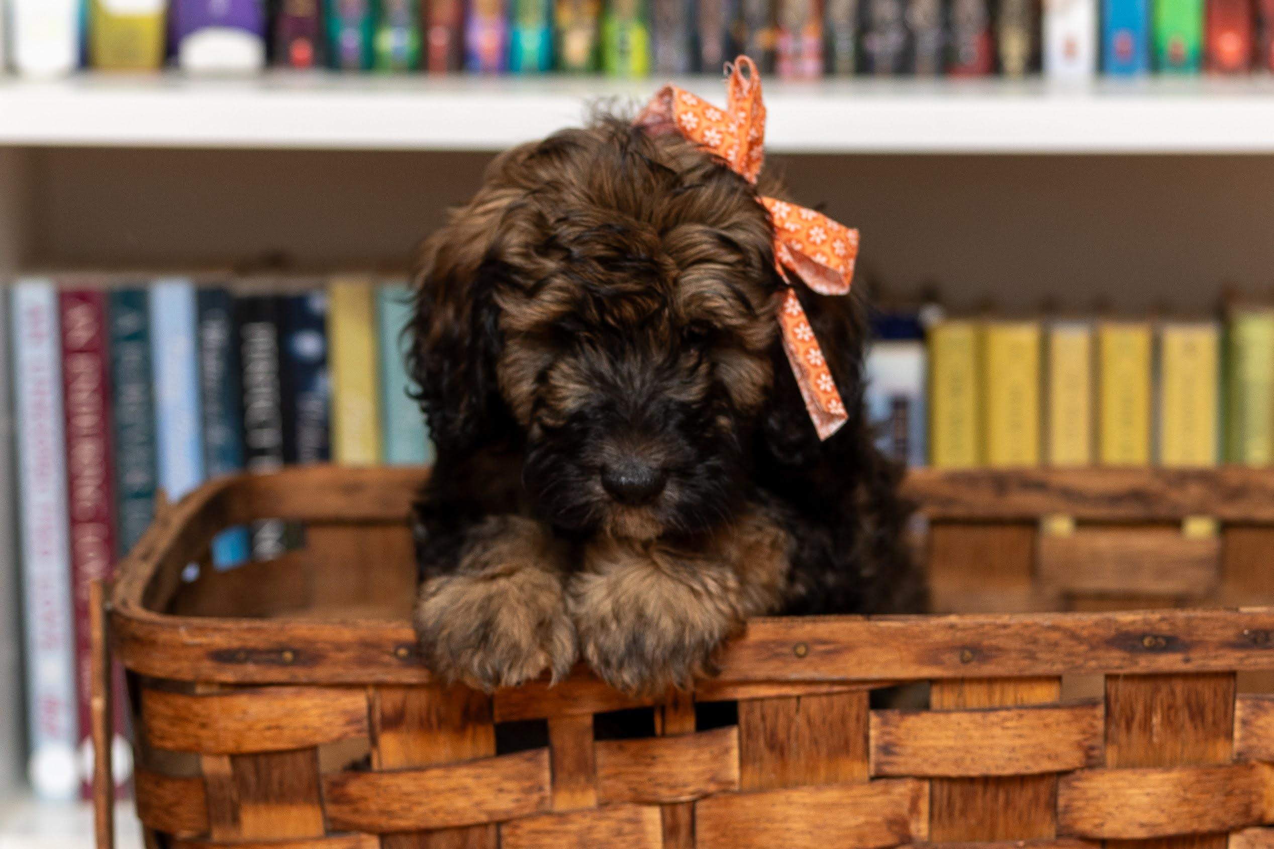 Positively Doodles in Illinois | Bernedoodle and Cavapoo puppies | Good Dog