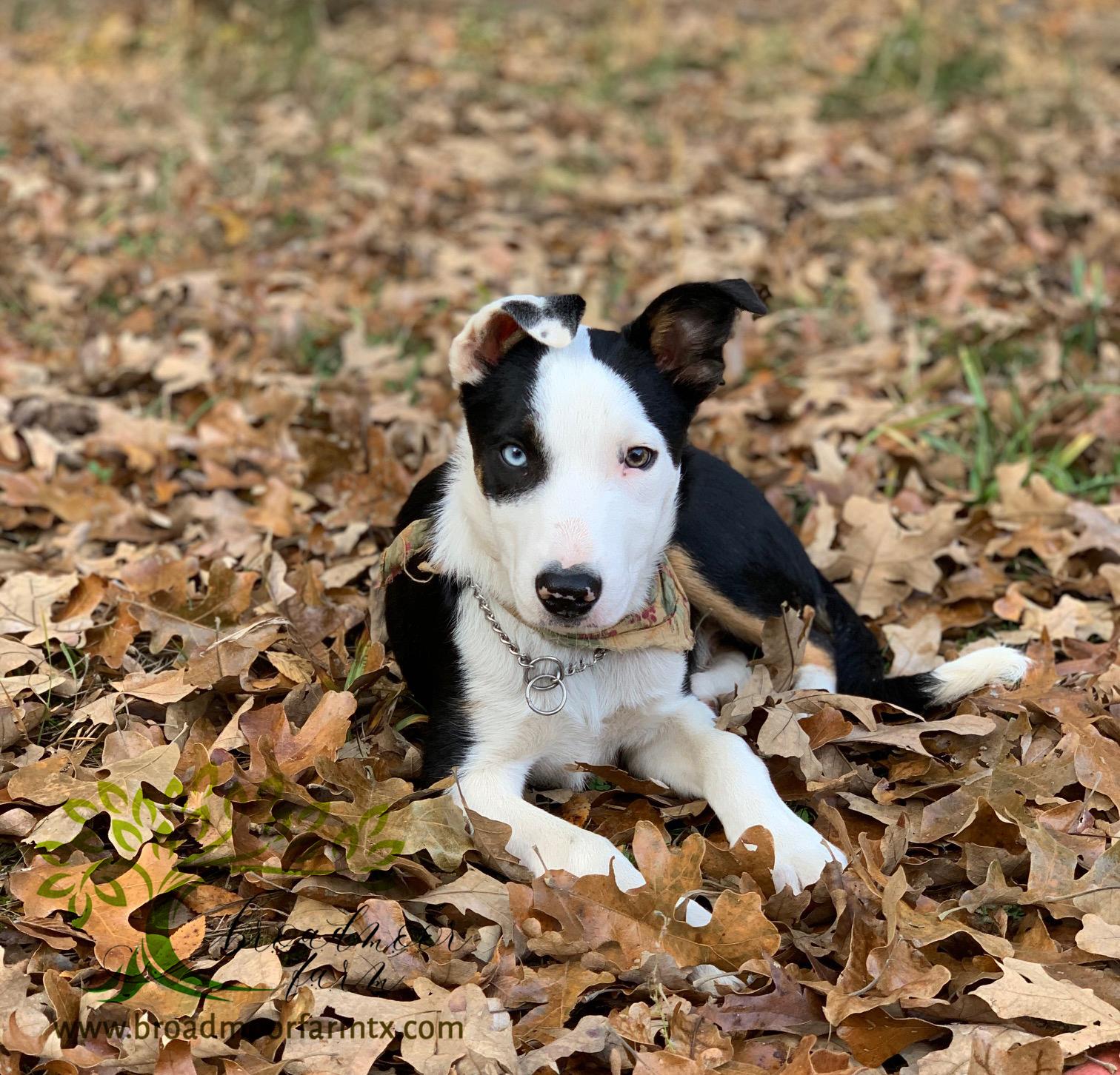 Broadmoor Farm in Texas | Border Collie puppies | Good Dog