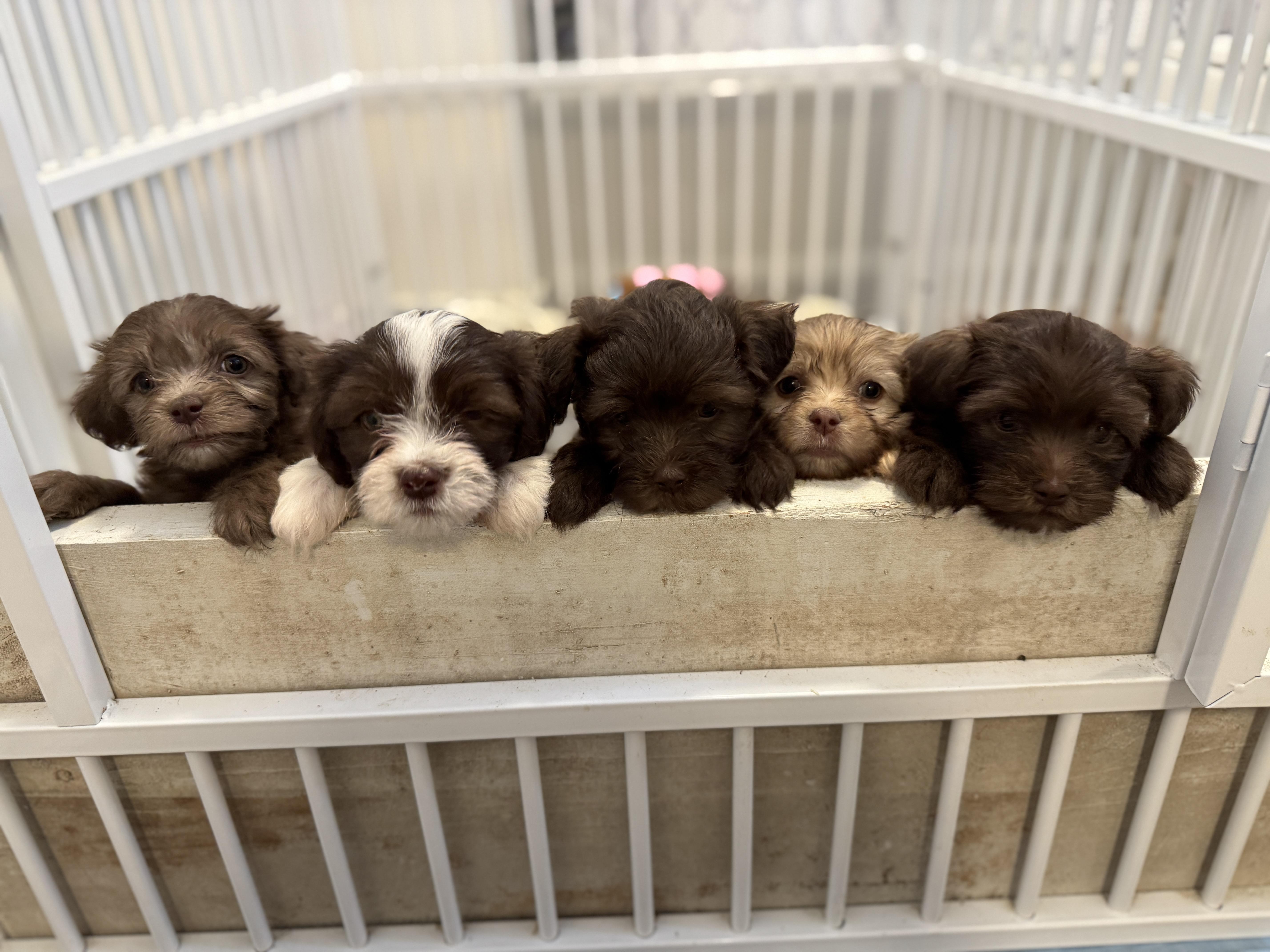 Havanese on the Hill in Texas | Havanese puppies | Good Dog