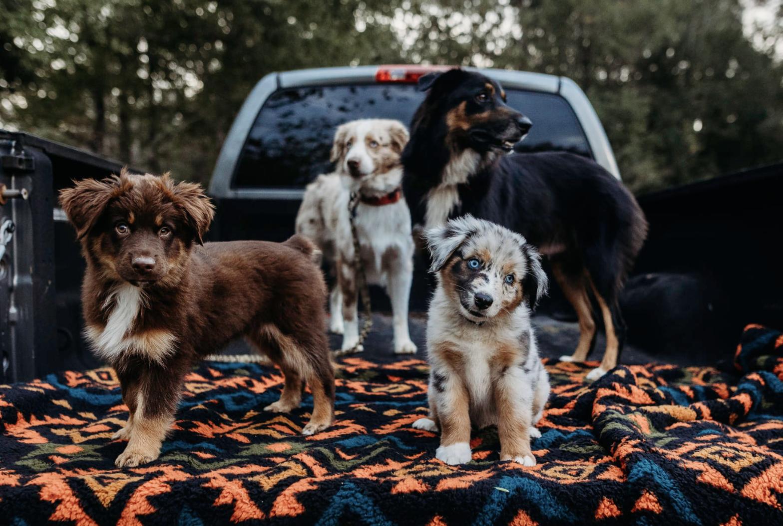 Moonstruck Mini Aussies in Texas | Australian Shepherd puppies | Good Dog