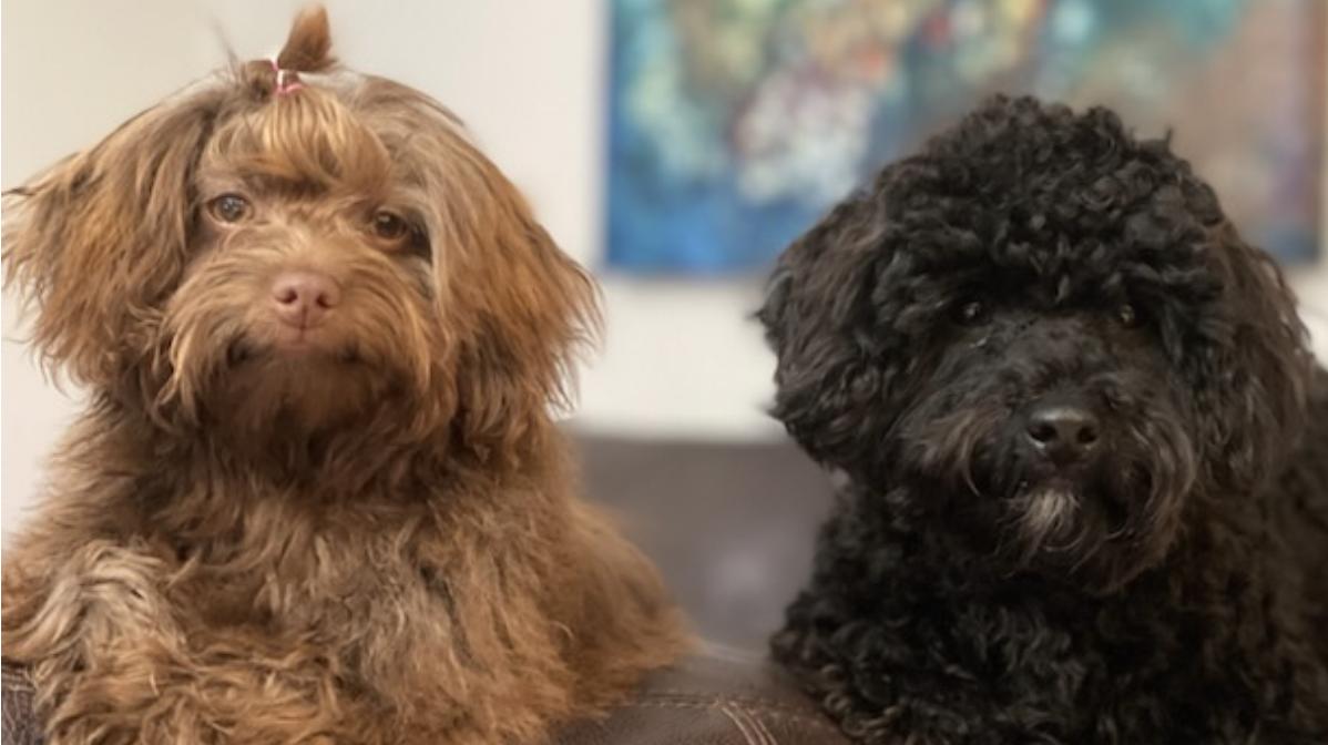 Paulina's Havapoo Pups in Nevada | Havapoo puppies | Good Dog