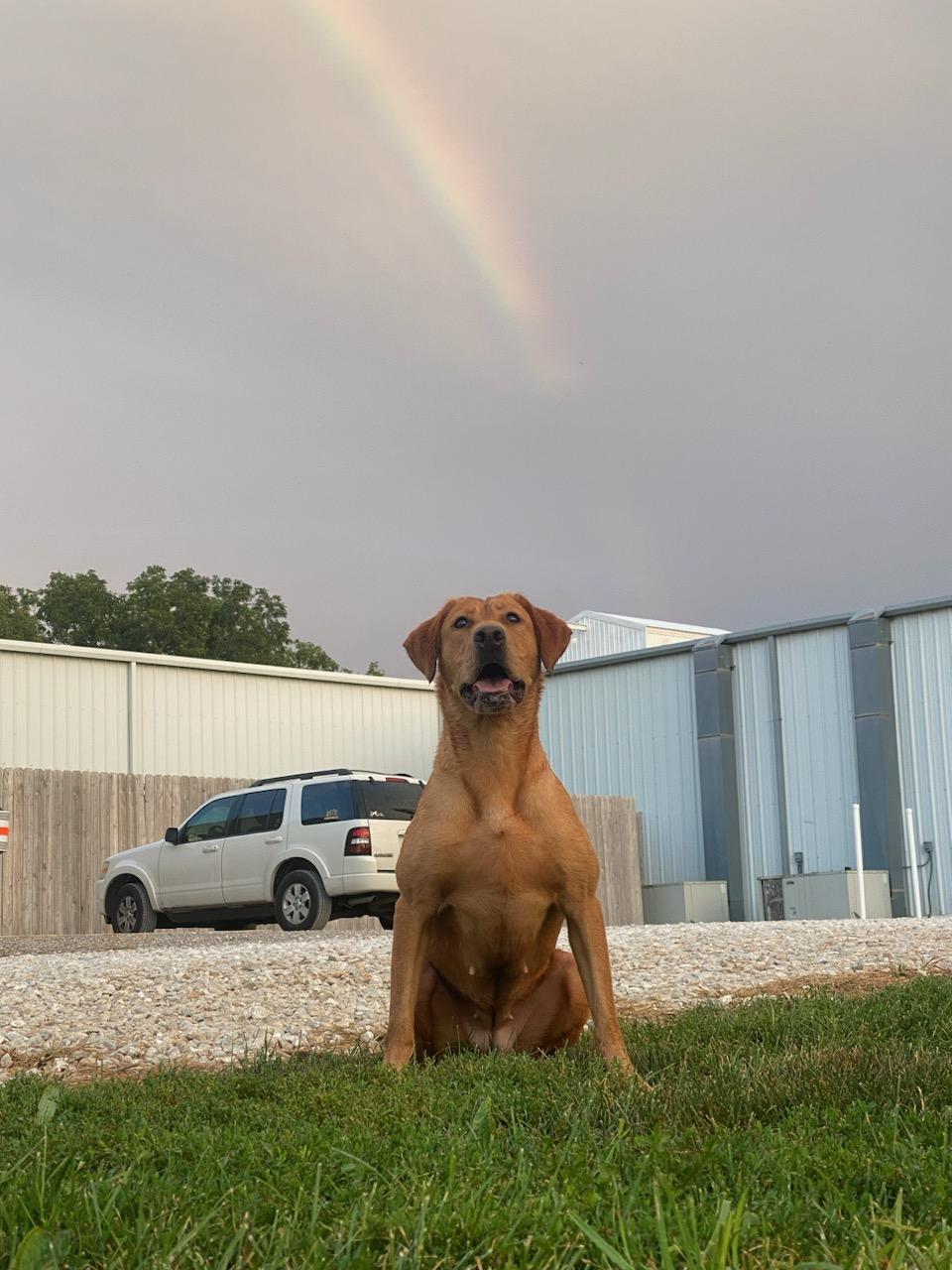Prairie State Labs in Illinois | Labrador Retriever puppies | Good Dog