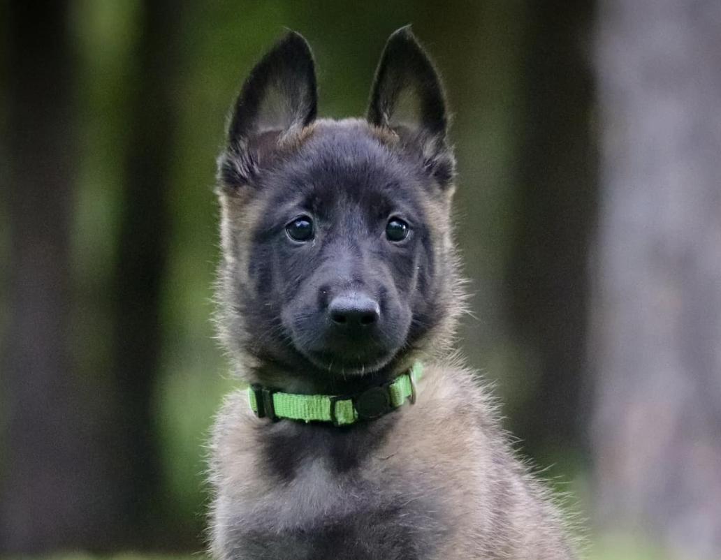 DragonFyre Kennels in Florida | Belgian Malinois and Border Collie ...